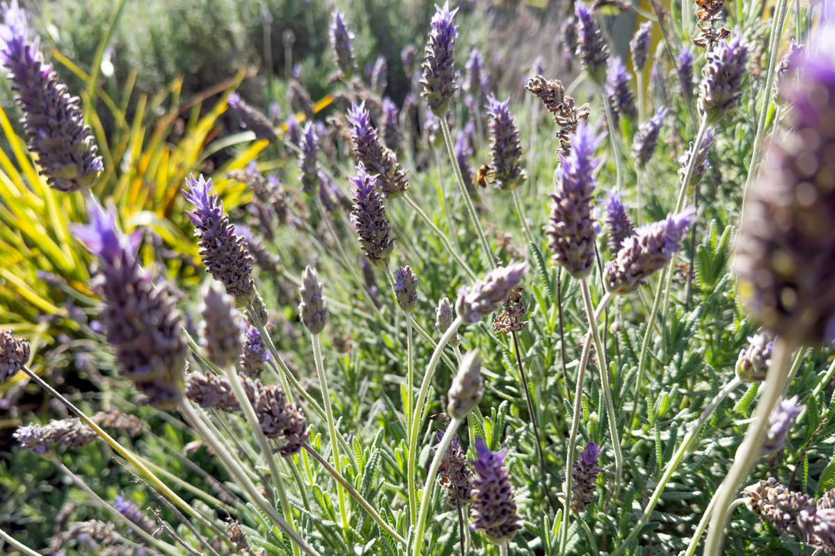 Blue Edible Flowers: Nature’s Rare Hues for the Plate - Cuciniana